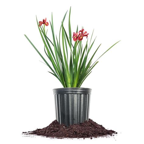 Perfect Plants Louisiana Red Velvet Elvis Iris Shrub 1gal Growers Pot Red And Purple Flowering