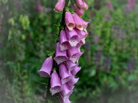 Foxglove How To Plant Grow And Care In Your Pot And Garden My