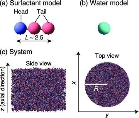 A Surfactant Molecular Model Composed Of One Hydrophilic Head