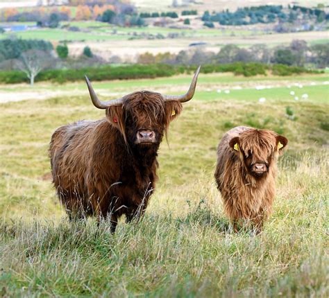 Aberdeenshire Highland Beef 2026 All You Need To Know Before You Go