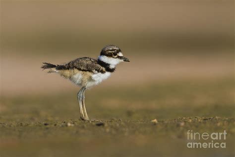 Killdeer Babies