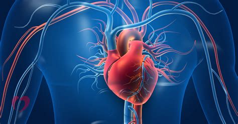 What Are Vascular Services