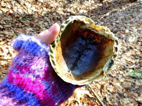 Found Turtle Shell By Sunshinesgf On Deviantart