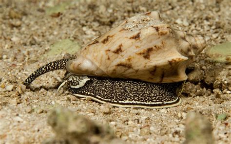 First Aid For Bites And Stings Cone Snail Au