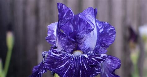 Ide 65 Iris Photography