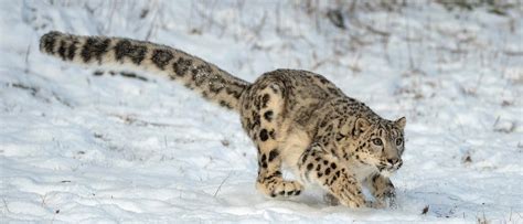 Wildlife In Afghanistan Types Of Afghan Animals A Z Animals