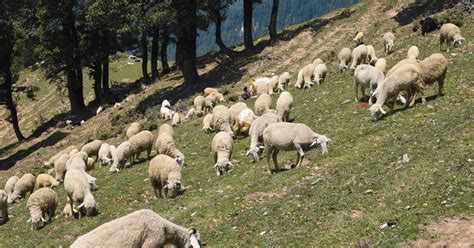 Quest Ce Que La Fièvre Catarrhale Ovine Dont Un Troisième Foyer Vient