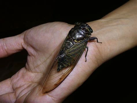 Cicada Size Album On Imgur