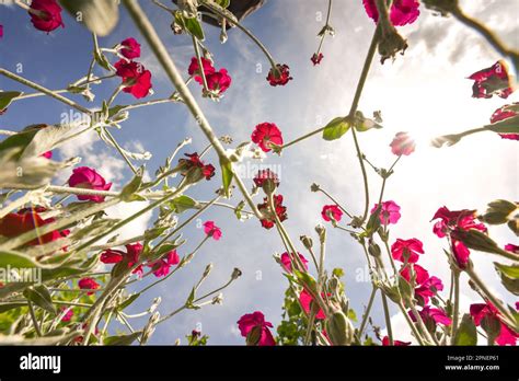 Big Flowers Viewed From A Worms Eye Viewpoint Looking Upward Towards