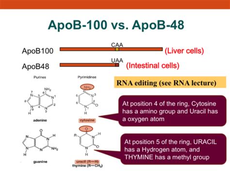 Rna Editing And Mrna Localisation Flashcards Quizlet