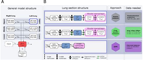 Pbpk Model Structure And Associated Approaches And Data Requirements A Download Scientific