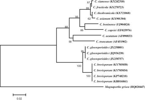 phylogenetic tree obtained through neighbour joining method using mega