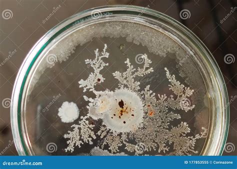 Bacillus Sp On Tsa Agar Plate Colony Bacteria On Agar Plate Royalty