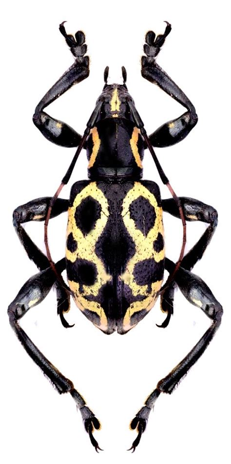 Doliops Daugavpilsi Beautiful Beetle Insect With Yellow And Black Markings