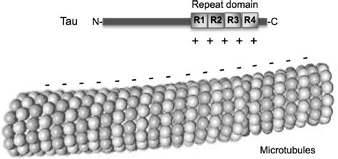 Figure 1 From Intracellular Tau Modifications And Cell Based Sensors