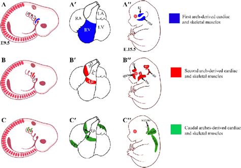 Clonal Analysis Reveals A Common Origin Between Second Heart