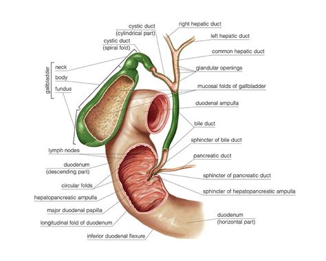 The Gallbladder 2 By Asklepios Medical Atlas Science Photo Library