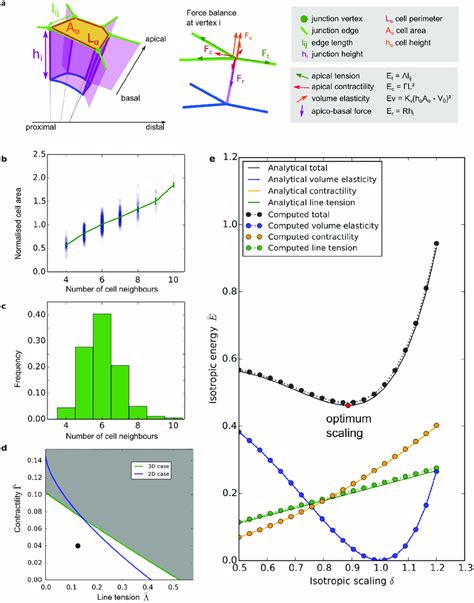 S Associated With Fig 3 A Each Cell Is Represented As An Apical