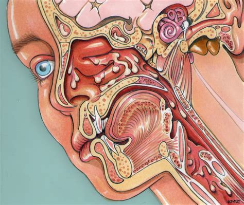 Nose And Throat Anatomy Diagram