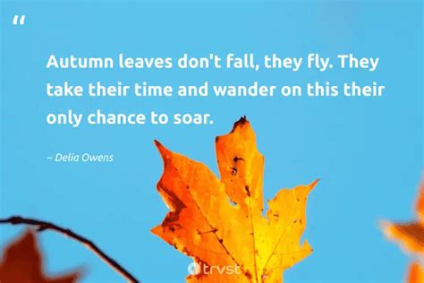 35 Inspiring Leaf Quotes To Get You Through The Seasons