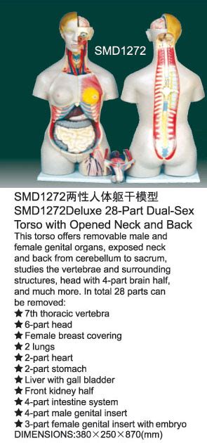Anatomy China Anatomical Model For Acupuncturebiologyprepared Slides