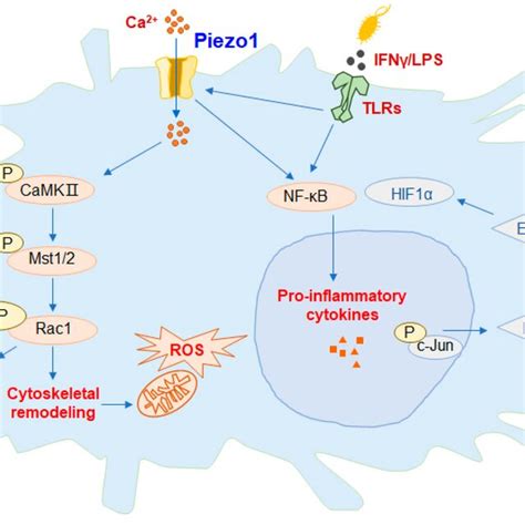 Piezo1 Regulates The Function Of Macrophages Download Scientific Diagram