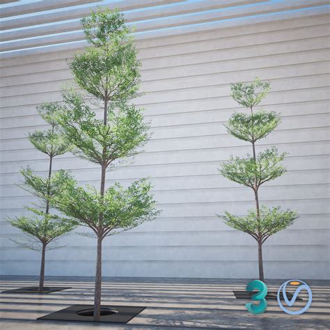 3d 6 Variations Bucida Molineti Turbosquid 1233147