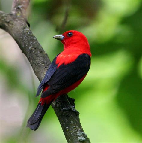 Scarlet Tanager Male Breeding Plumage At Knock Knoll Fp Flickr