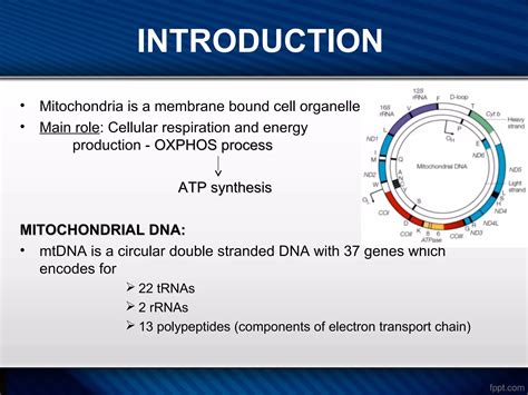 Mitochondrial Inheritance In Man Ppt Infertility Reproductive Health
