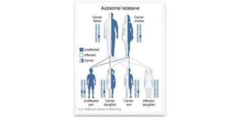 Recessive Inheritance Gene People