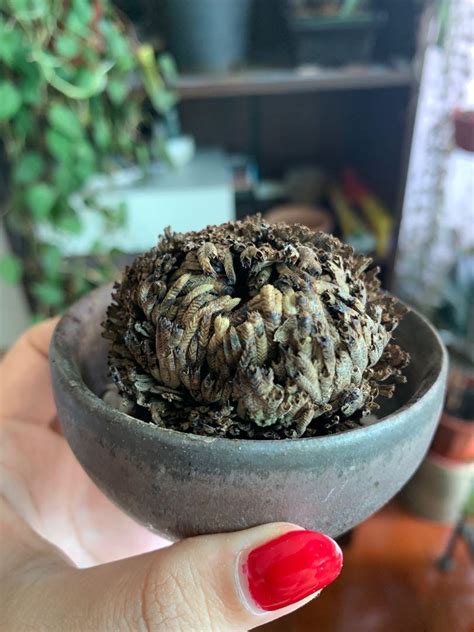 Selaginella Lepidophylla Resurrection Plant Rose Of Jericho Furniture