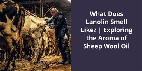 What Does Lanolin Smell Like Exploring The Aroma Of Sheep Wool Oil