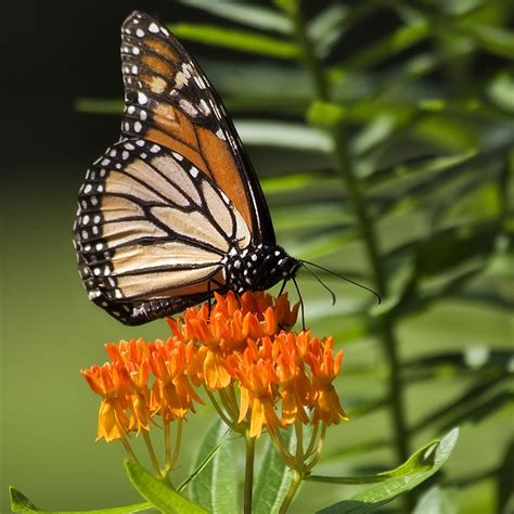 Orange Butterfly Pictures