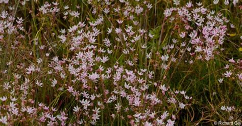 Nerine Gracilis Plantzafrica