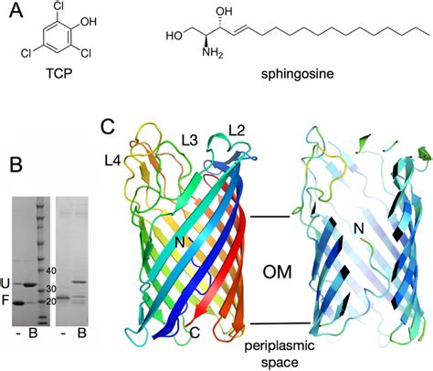X Ray Crystal Structure Of Pput2725 A Chemical Structures Of Download Scientific Diagram