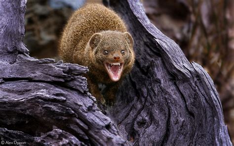 Dwarf Mongoose Africa Geographic