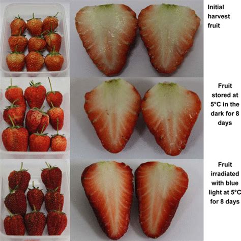 Blue Strawberry Genetically Modified
