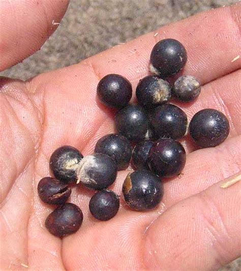 Sapindus Saponaria Seeds Western Soapberry Tree Thegardenofset