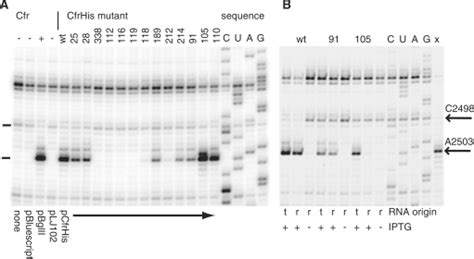 Primer Extension Analysis Of Reverse Transcriptase Stops On 23s Rna Download Scientific Diagram