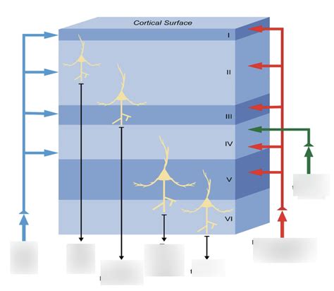 Cerebral Cortex Layers Diagram Quizlet