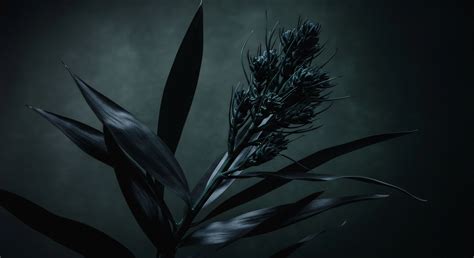 Biodiversity Offset Strategies → Fundamentals