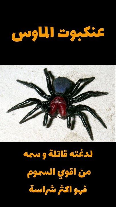 اخطر 5 عناكب في العالم Youtube