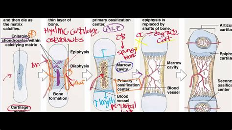 Ossification Process