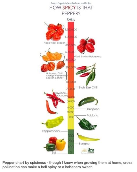 Spicy Pepper Chart Discover The Heat Levels Of Different Peppers