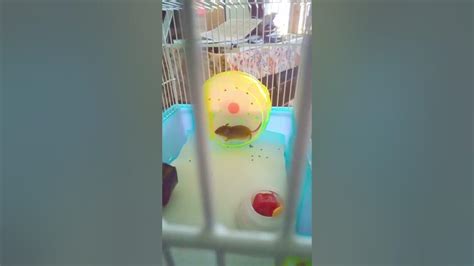 Exercise Mouse Youtube