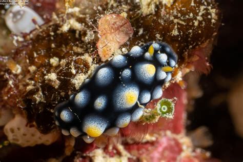 Guam Phyllidia Phyllidia Guamensis Spanglers Scuba
