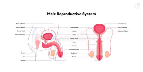 Penis Anatomy Stock Illustrations 973 Penis Anatomy Stock