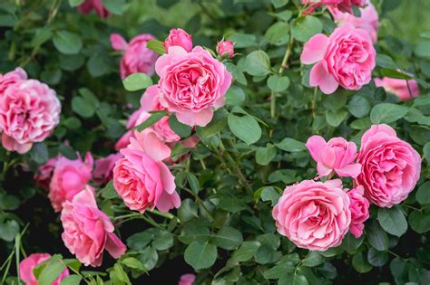 Rose Bush