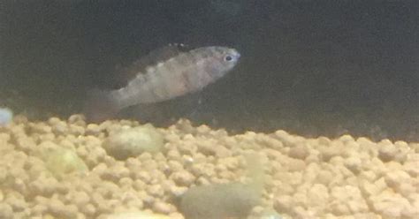 Female Black Tiger Badis Album On Imgur