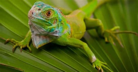 250 Iguana Names Fun Cool And Cute Ideas 2025